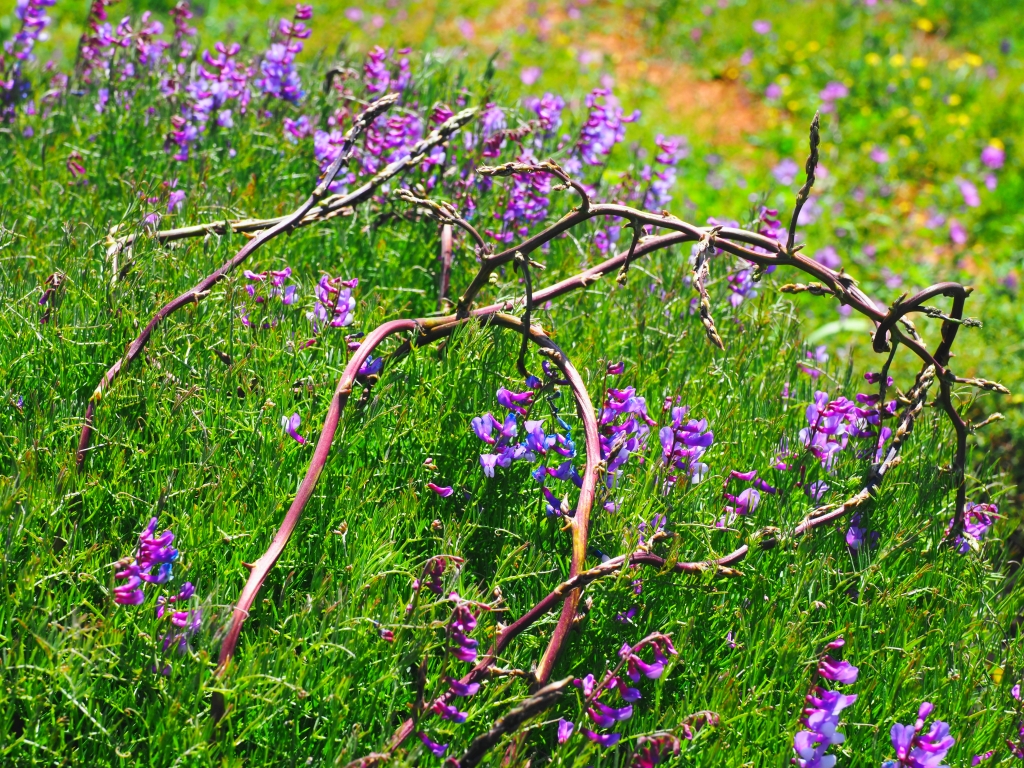 Eudemonia.gr-©-Nikos-G.-Mastropavlos-Ovries-Sparagia-Sparagia-Argos ...